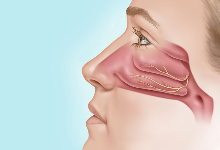 Normal Nasal Passage